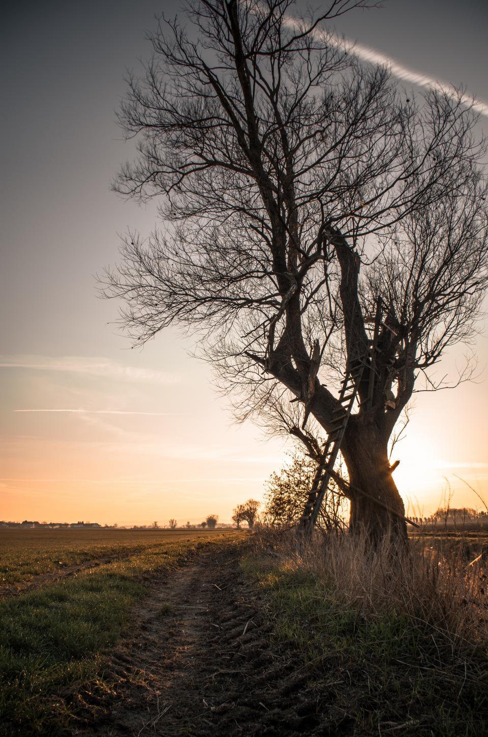 sky, sunset, sunrise, tree, plant, ladder, field, nature, path, green ...