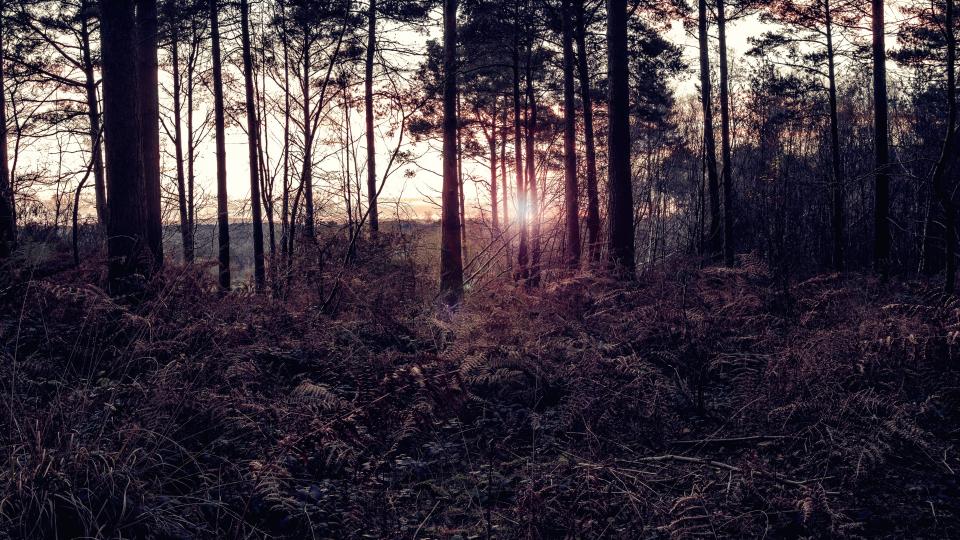 trees, plant, nature, outdoor, , forest, sunset, sunrise, sky, grass ...