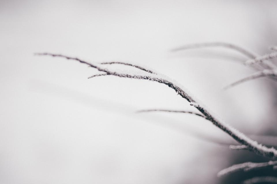 tree, branch, snow, winter, cold, weather - Stock Image - Everypixel
