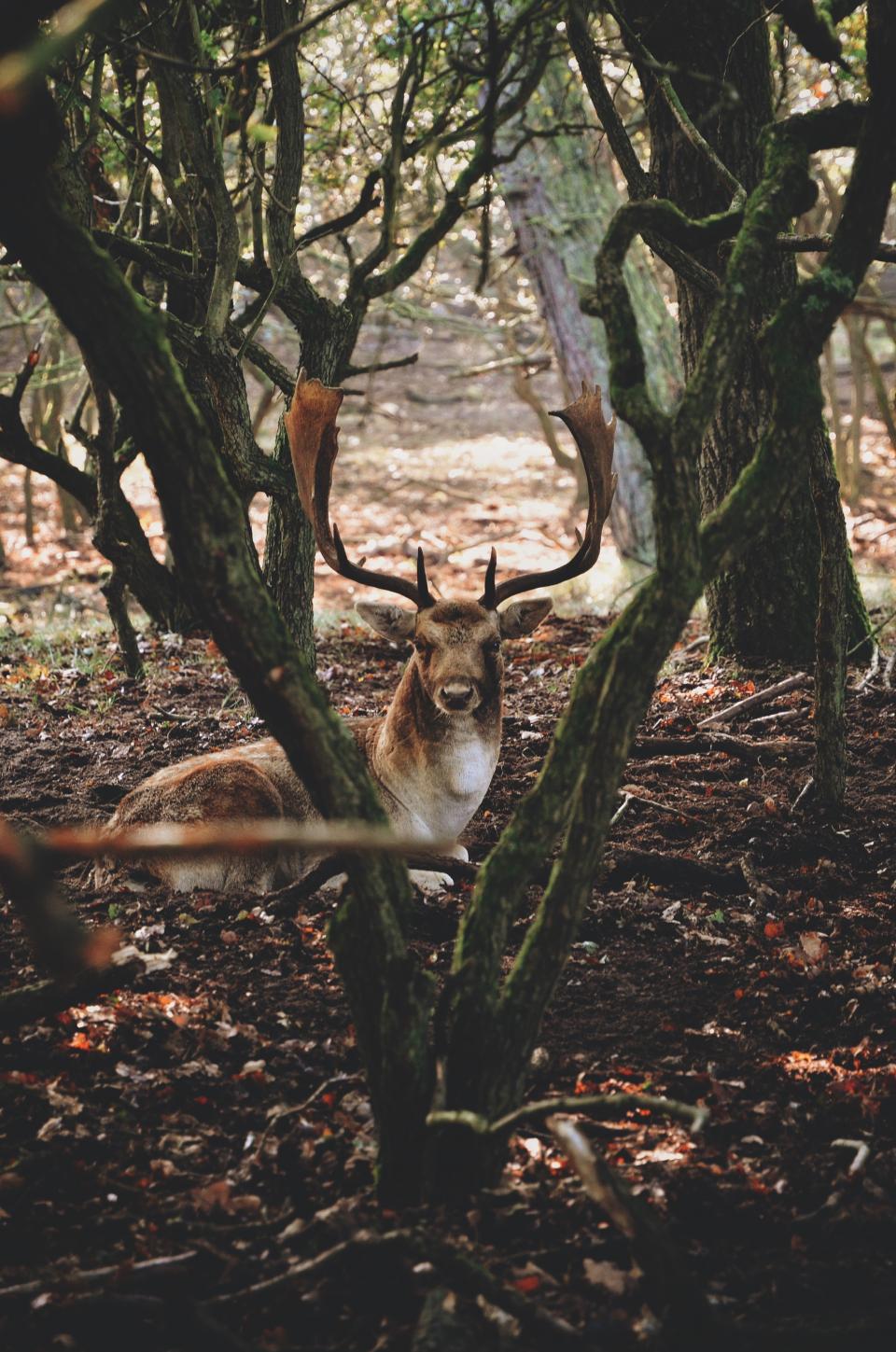 deer, animal, tree, plant, nature, leaves, fall, forest - Stock Image ...