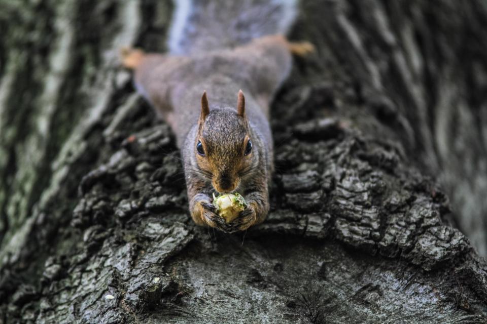 squirrel, animal, eating, tree, branch, wood, trunk - Stock Image ...