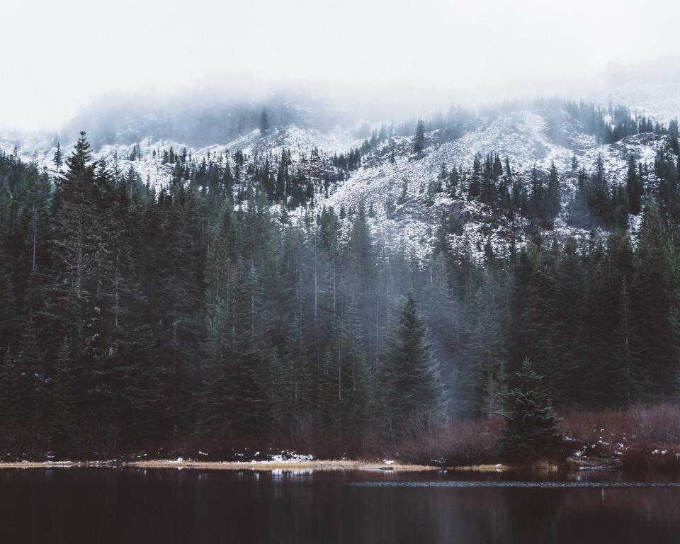 lake, water, coast, trees, plants, forest, nature, snow, winter ...