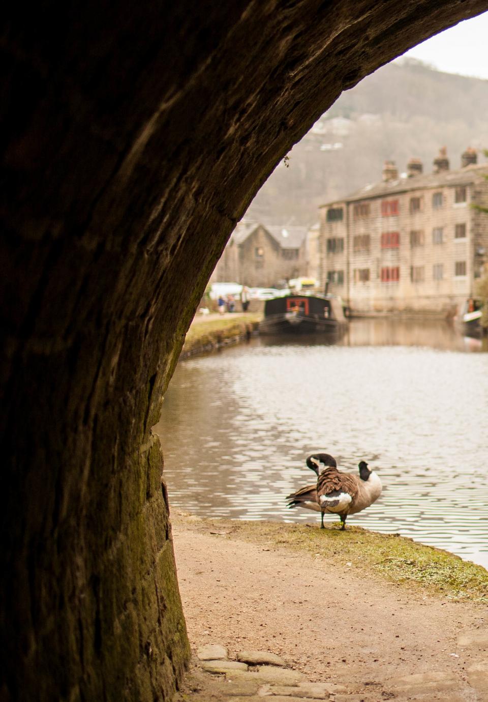 wood, tree, path, duck, animal, lake, water, building, house, boat ...